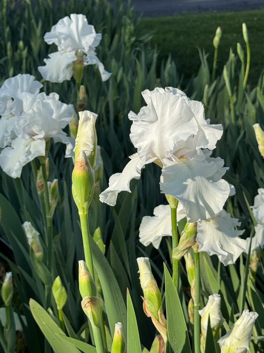 White Irises in Morning Light with Closed Buds – Artist Reference Photo ...