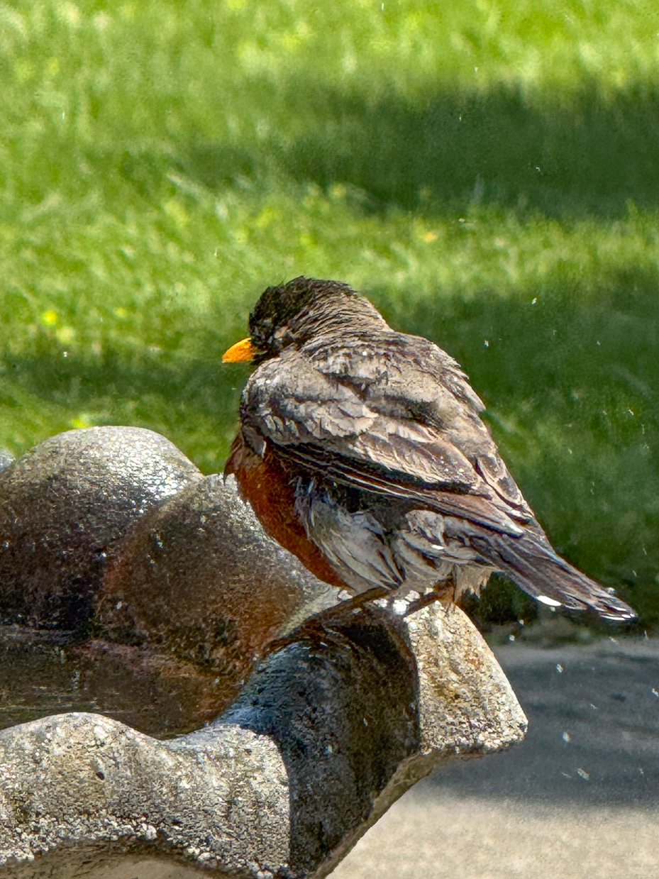Robin from behind shaking off water on birdbath rim – artist reference ...